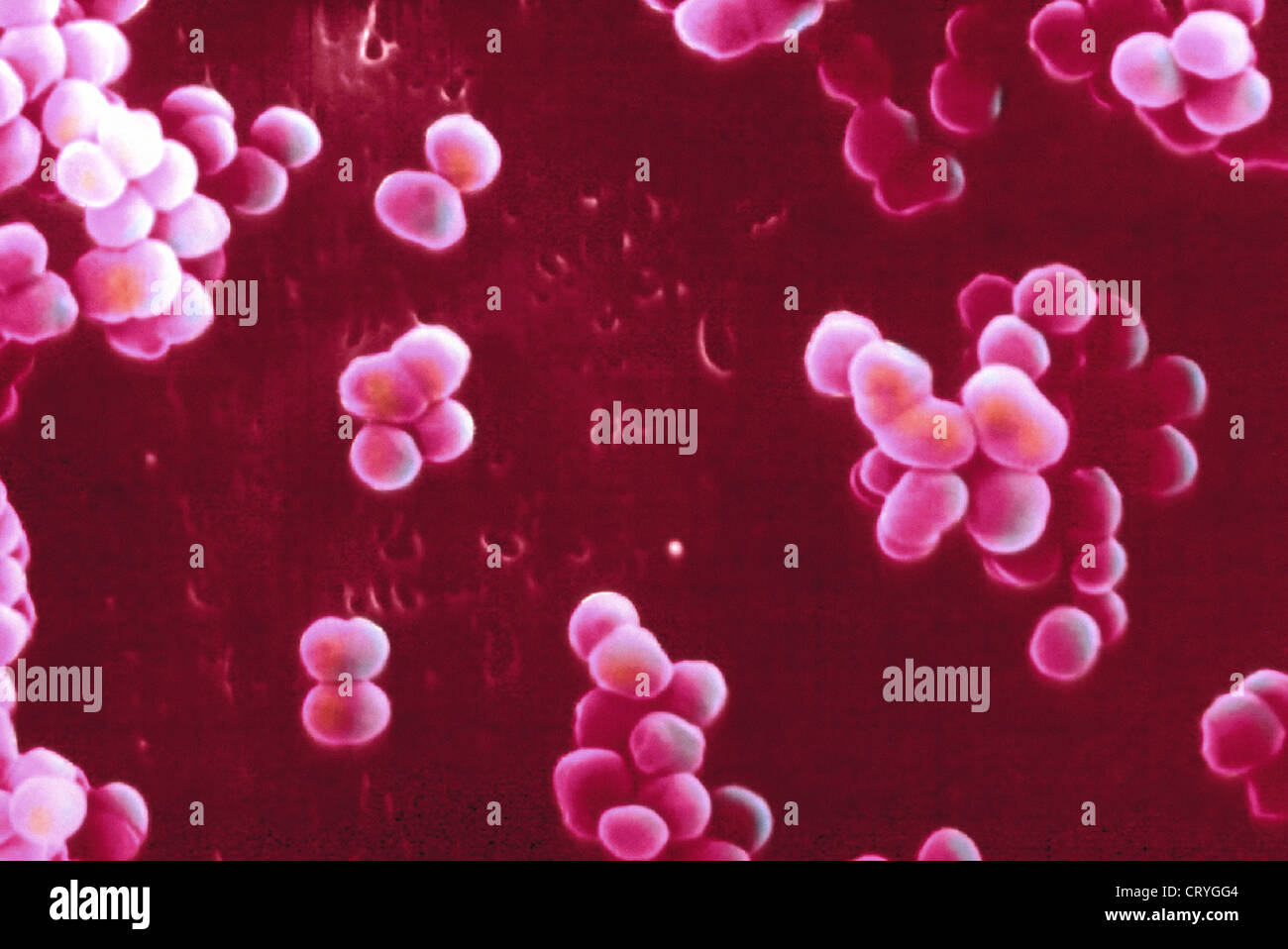 Micrococcus flavus -Fotos und -Bildmaterial in hoher Auflösung – Alamy