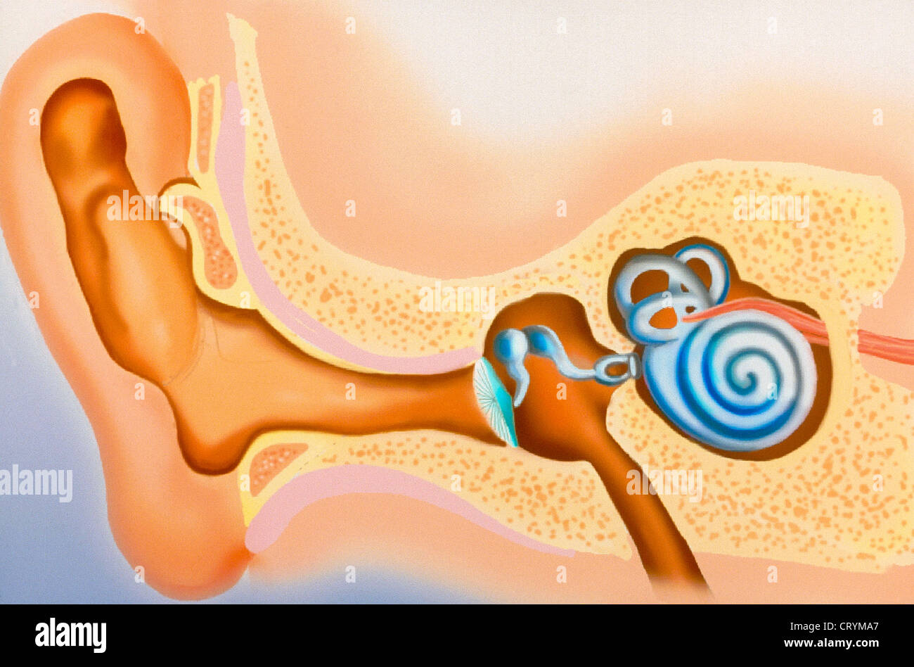 Ossicula auditus -Fotos und -Bildmaterial in hoher Auflösung – Alamy