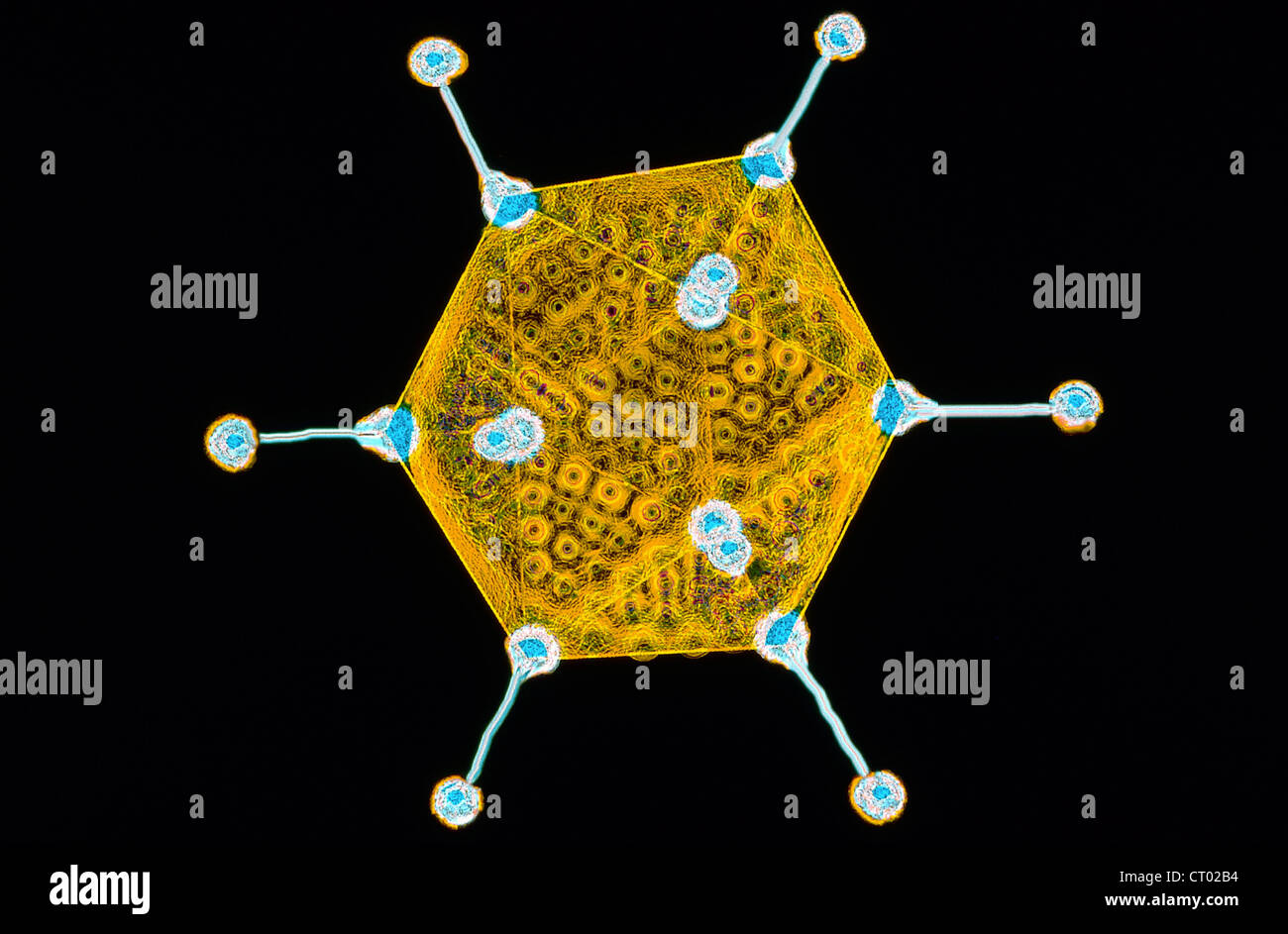 Respiratorisches Adenovirus Stockfotos und -bilder Kaufen - Alamy