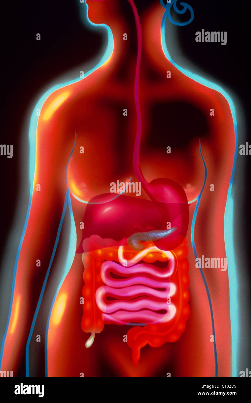 Appendix vermiformis -Fotos und -Bildmaterial in hoher Auflösung – Alamy