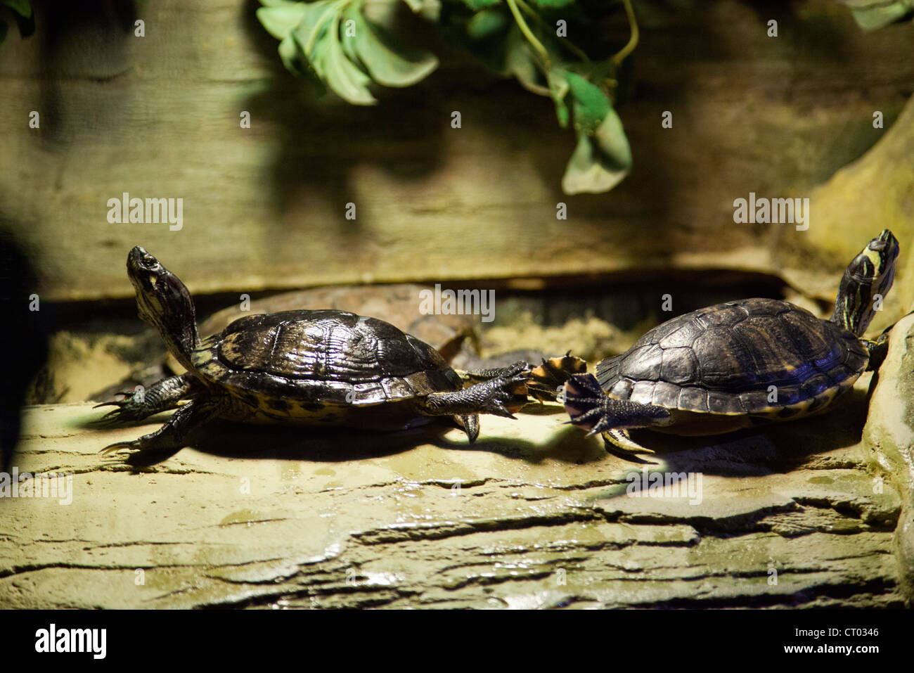 Trachemys scripta scripta -Fotos und -Bildmaterial in hoher Auflösung – Alamy