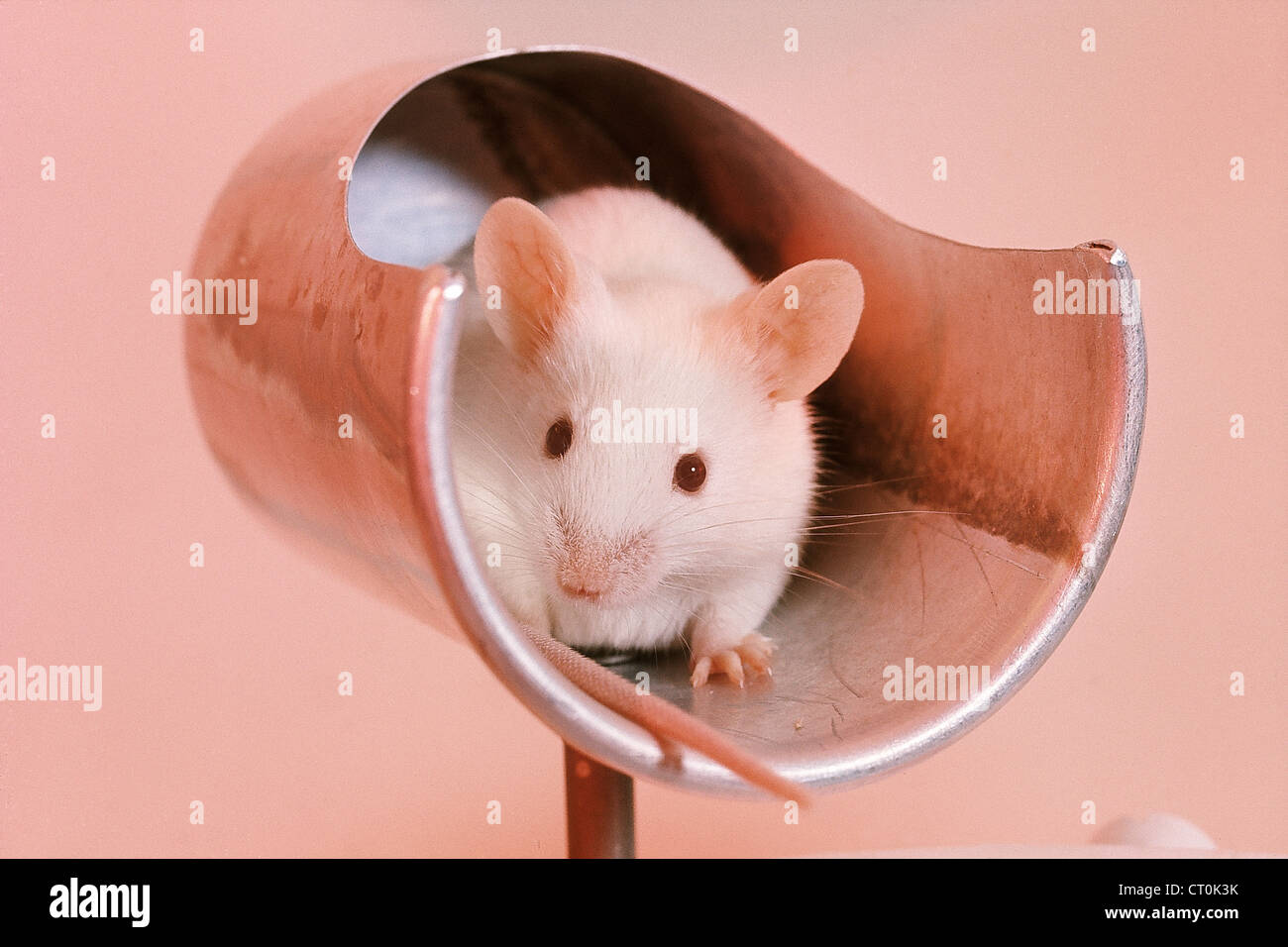 Experimentelles meerschweinchen -Fotos und -Bildmaterial in hoher ...