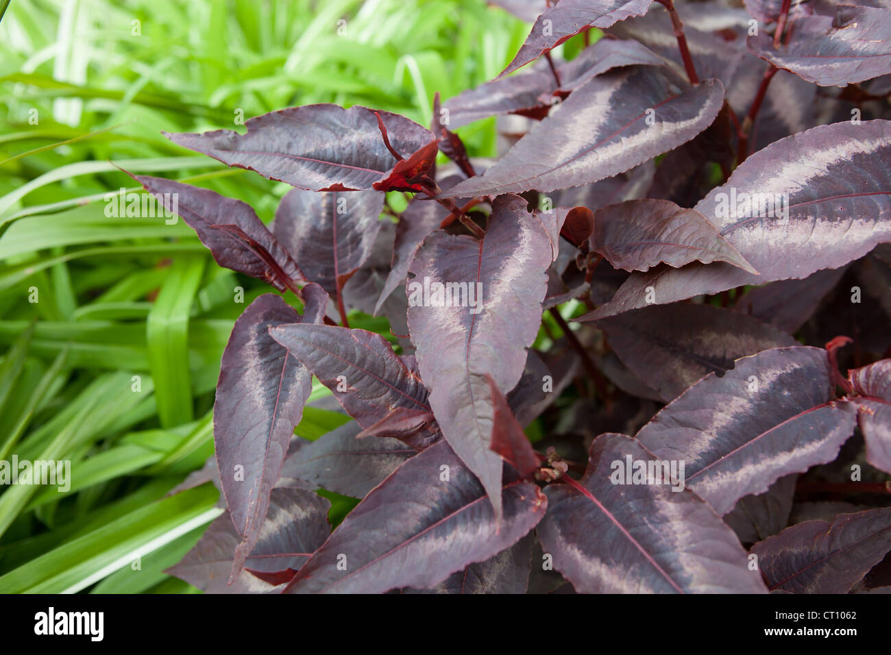 Eine krautige staude -Fotos und -Bildmaterial in hoher Auflösung – Alamy