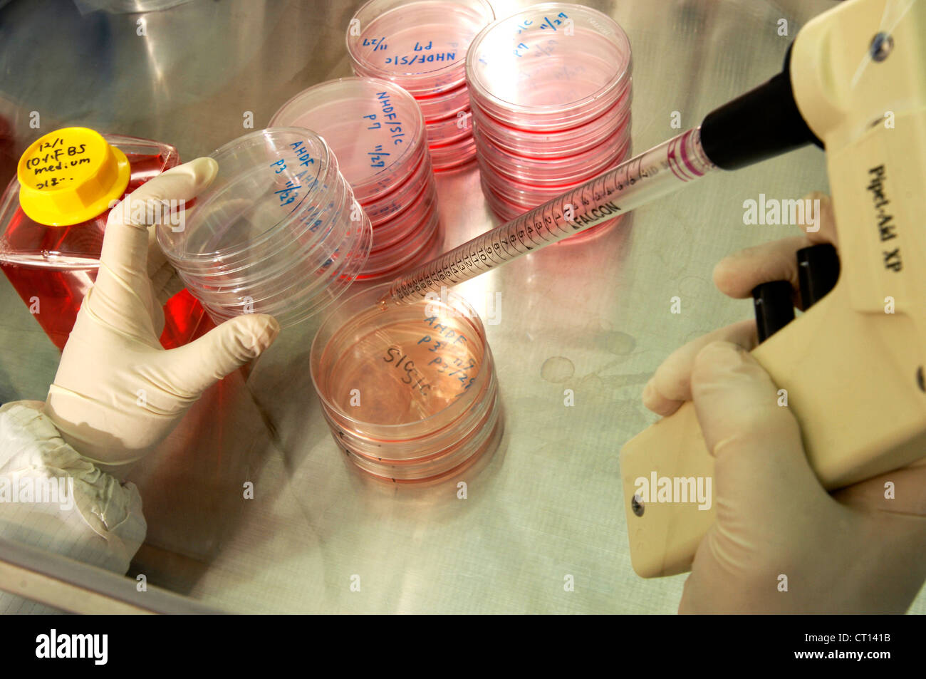 Laborantin arbeiten mit adulten Stammzellen Stockfotografie - Alamy