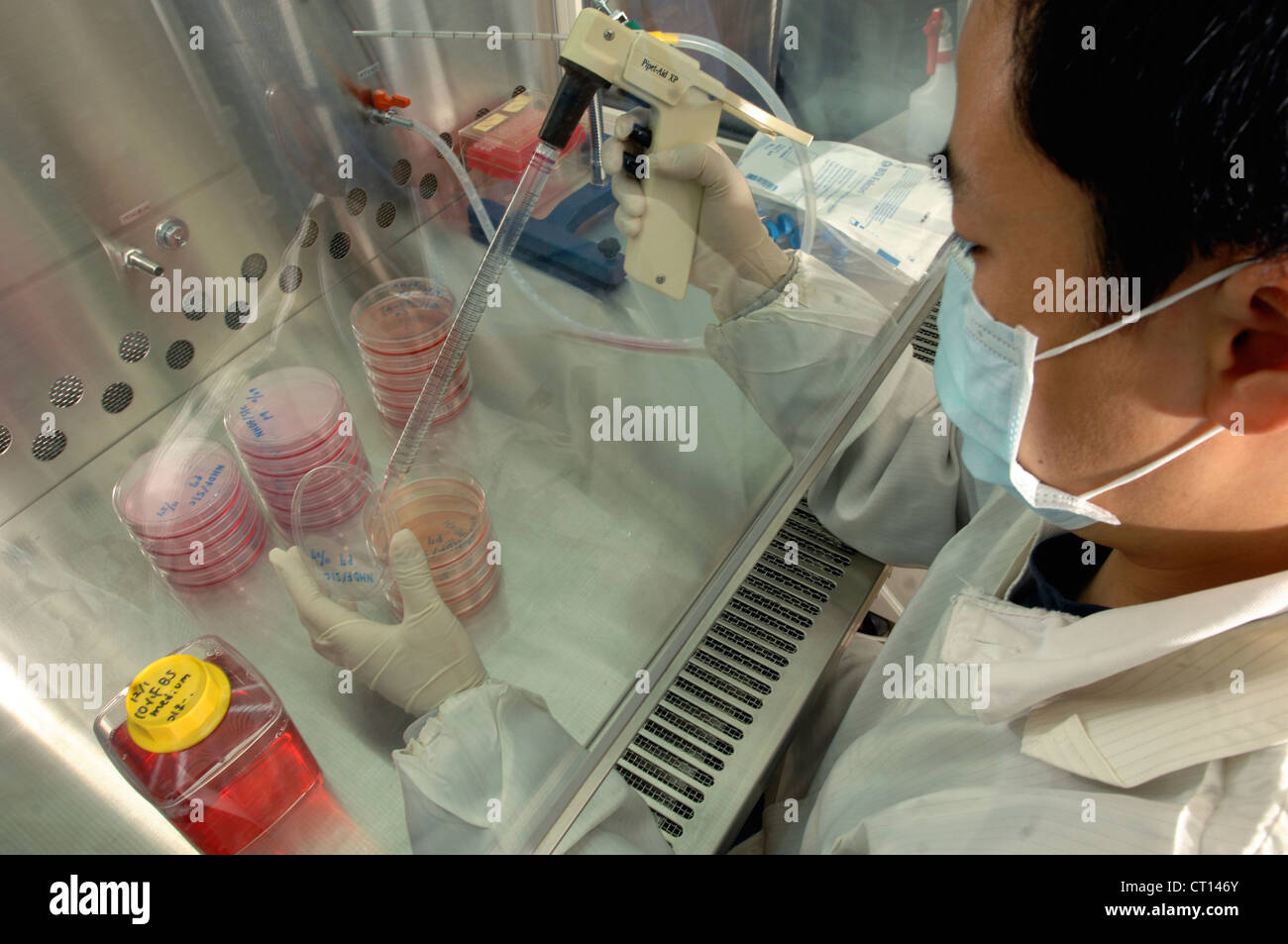 Laborantin arbeiten mit adulten Stammzellen Stockfotografie - Alamy