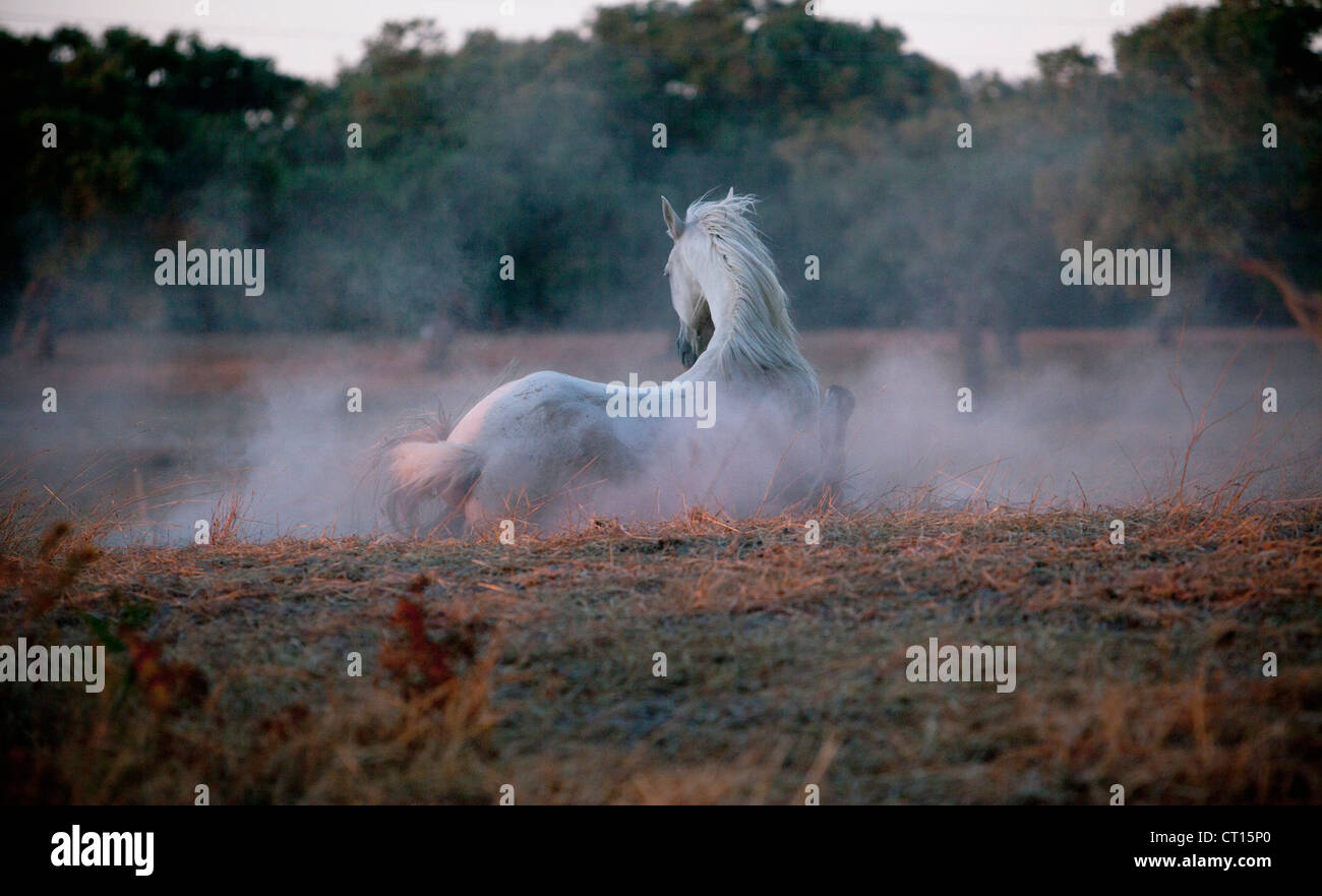 Horse rolling field -Fotos und -Bildmaterial in hoher Auflösung – Alamy