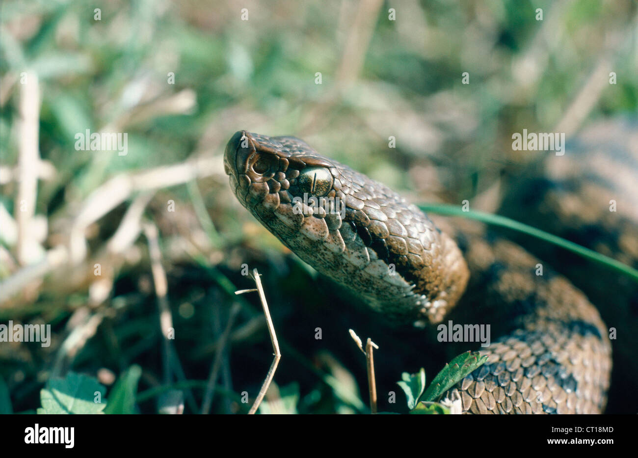 Viperid snakes -Fotos und -Bildmaterial in hoher Auflösung – Alamy