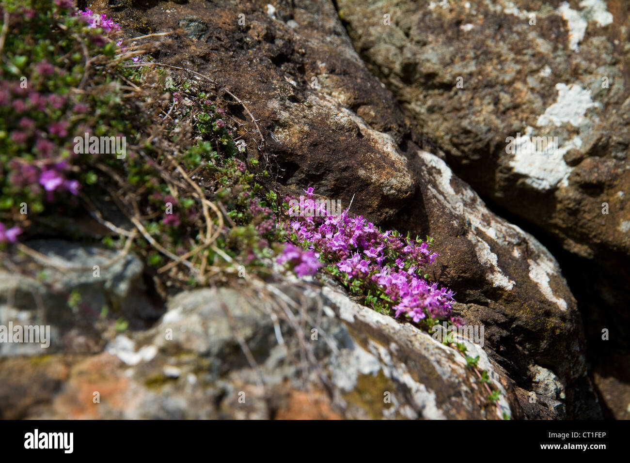 Wilder Thymian (Thymus Serpyllum) klammert sich an Flechten bedeckten ...