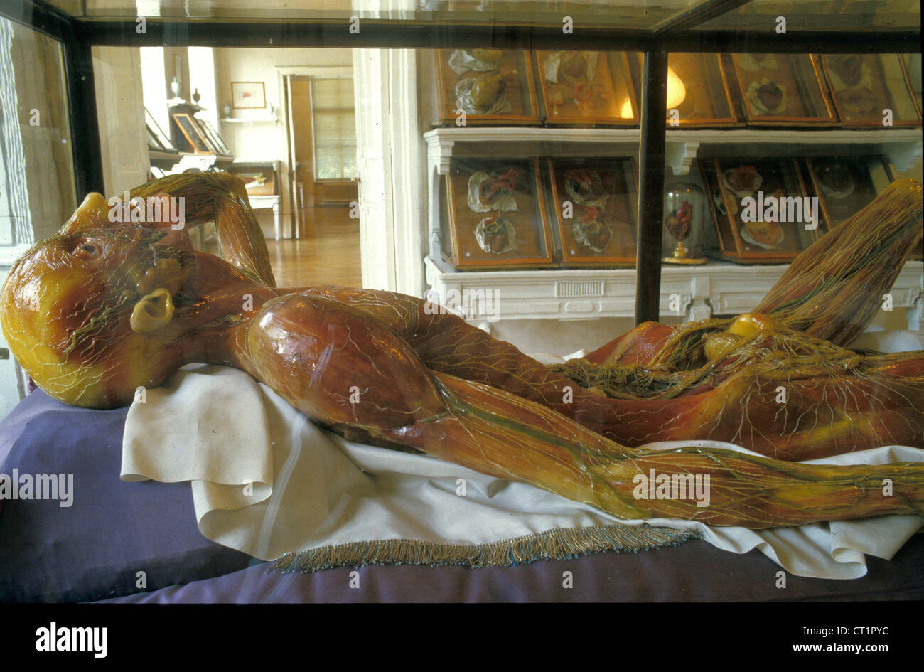 Medical museum vienna -Fotos und -Bildmaterial in hoher Auflösung – Alamy
