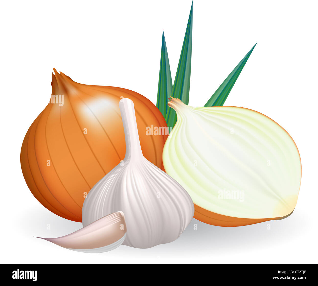 Zwiebel und Knoblauch. Vektor-Illustration auf weißem Hintergrund ...