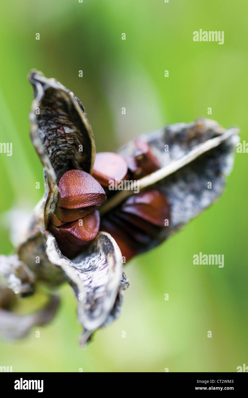 Samenpflanze sammeln -Fotos und -Bildmaterial in hoher Auflösung – Alamy