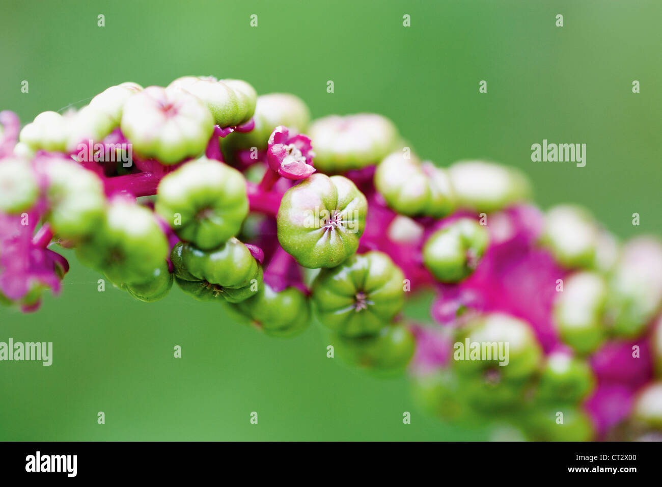 Phytolacca Americana, Poke Root, Poke Unkraut Stockfotografie - Alamy