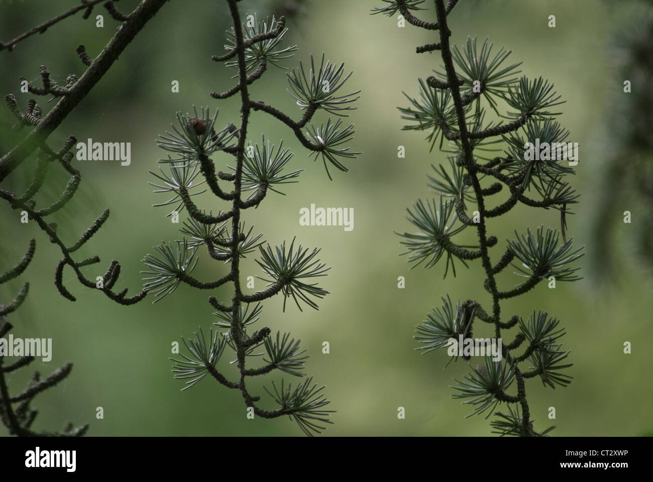 Stachelige zeder -Fotos und -Bildmaterial in hoher Auflösung – Alamy