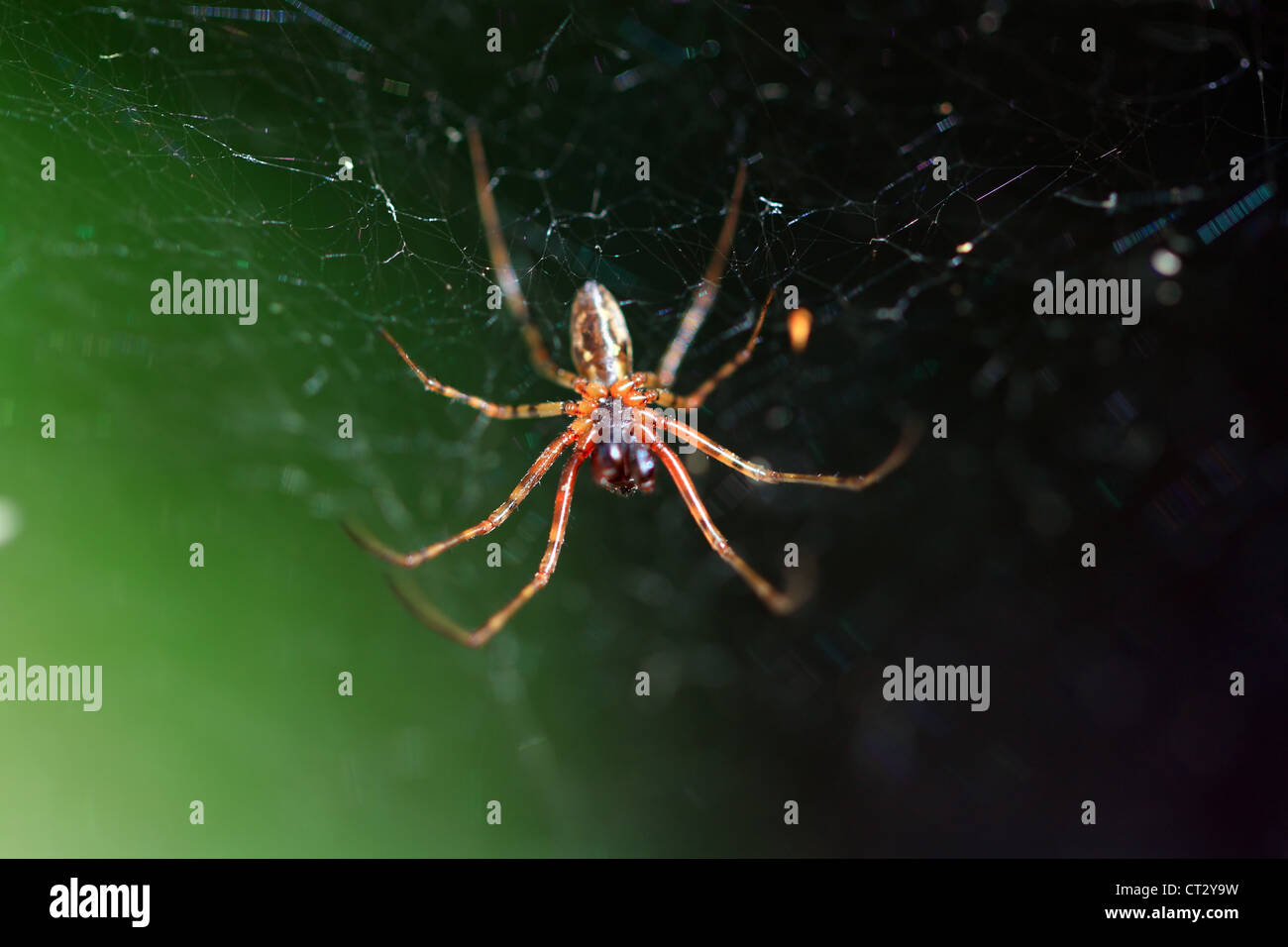 Die rote spinne -Fotos und -Bildmaterial in hoher Auflösung – Alamy