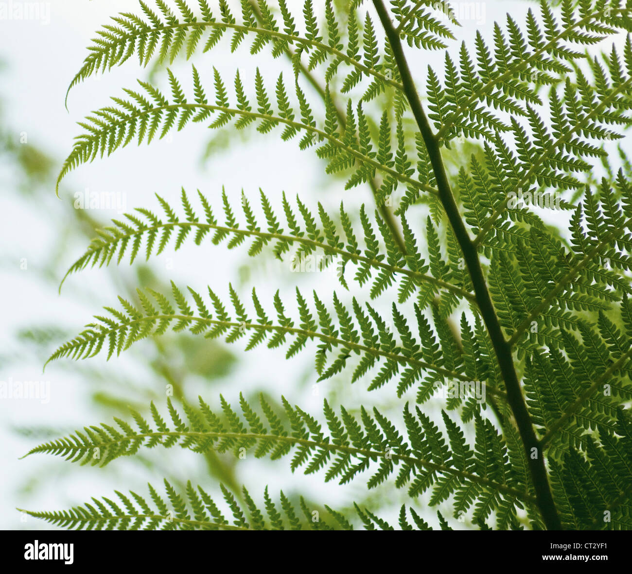 Zerbrechlicher farn -Fotos und -Bildmaterial in hoher Auflösung – Alamy