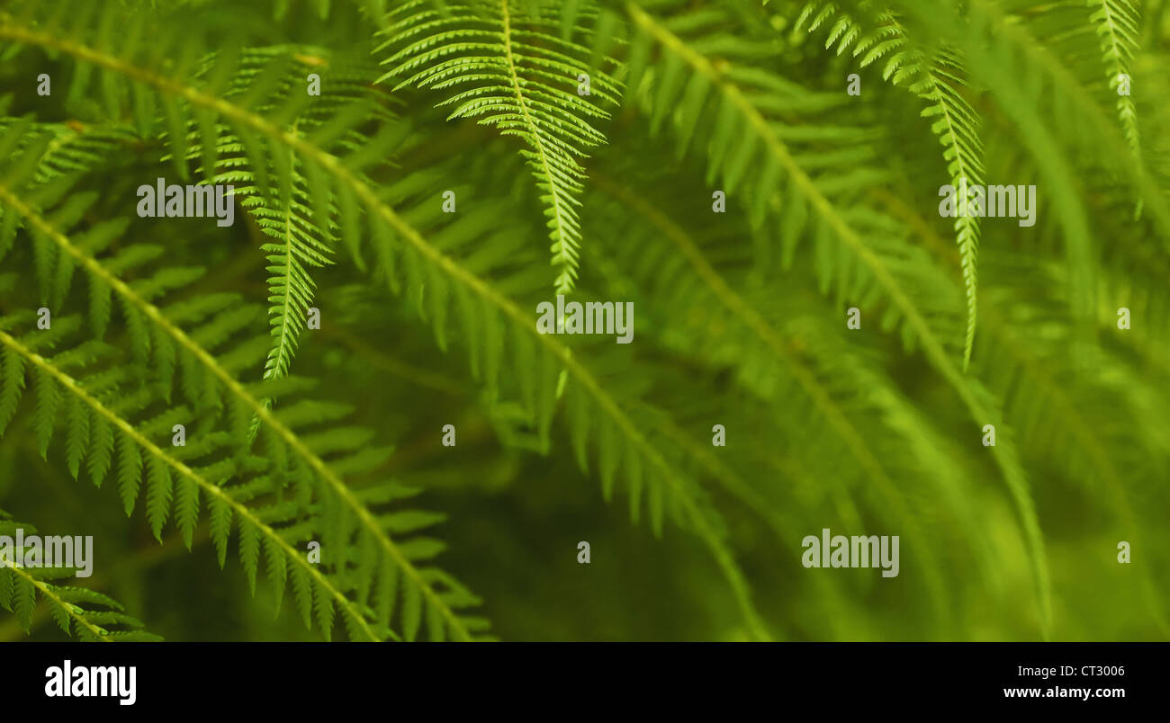 Kreative weitsicht skalieren -Fotos und -Bildmaterial in hoher ...