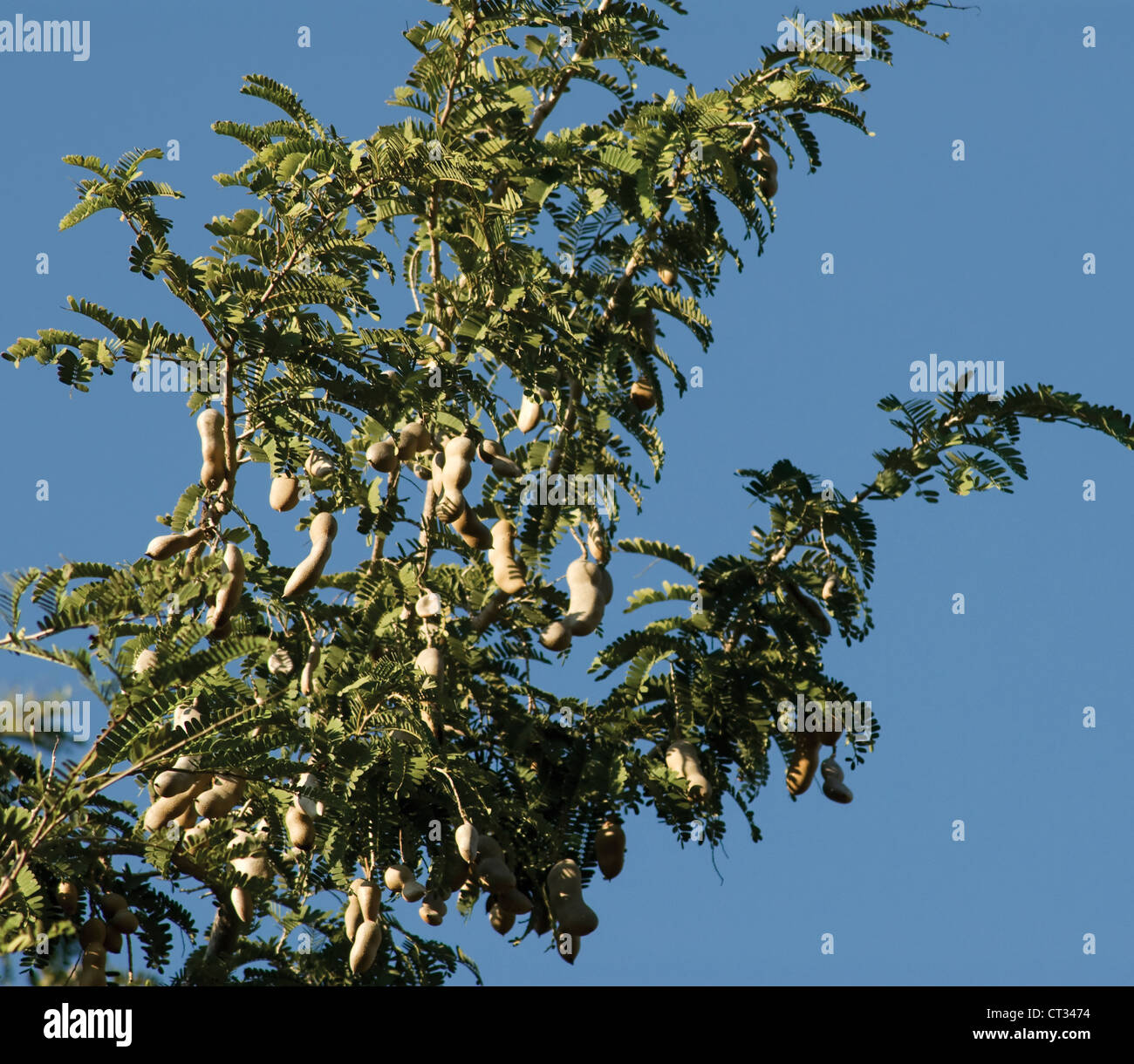 Tamarindenbaum tamarindus indica -Fotos und -Bildmaterial in hoher ...