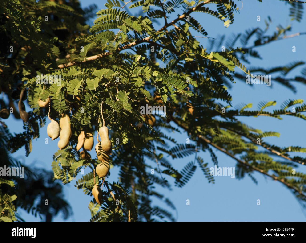 Close up tamarind fruit -Fotos und -Bildmaterial in hoher Auflösung – Alamy