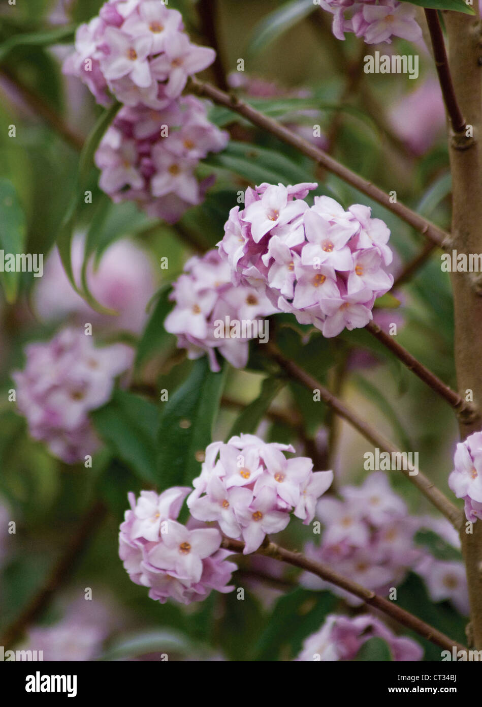 Daphne Odora, Cluster rosa Blume auf den Enden der Zweige eines ...