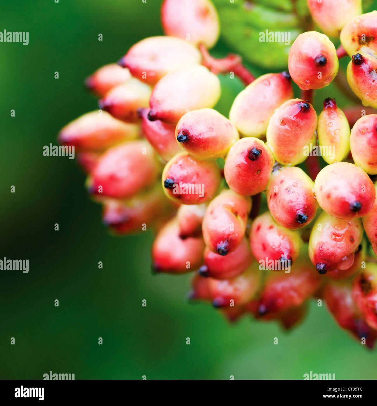 Viburnum Lantana, Wayfaring Baum Stockfotografie - Alamy