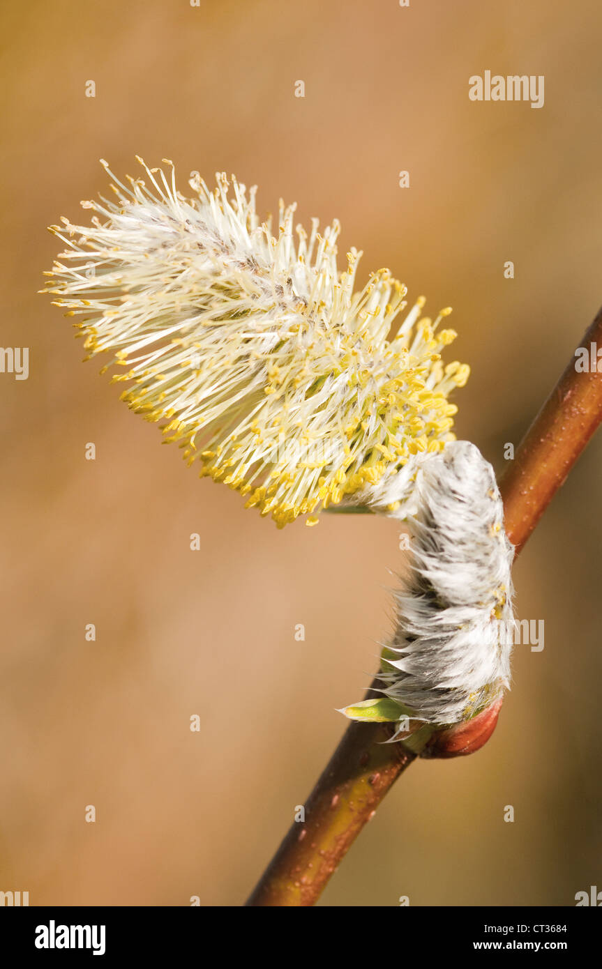 Salix Korbweiden Stockfotos und -bilder Kaufen - Alamy