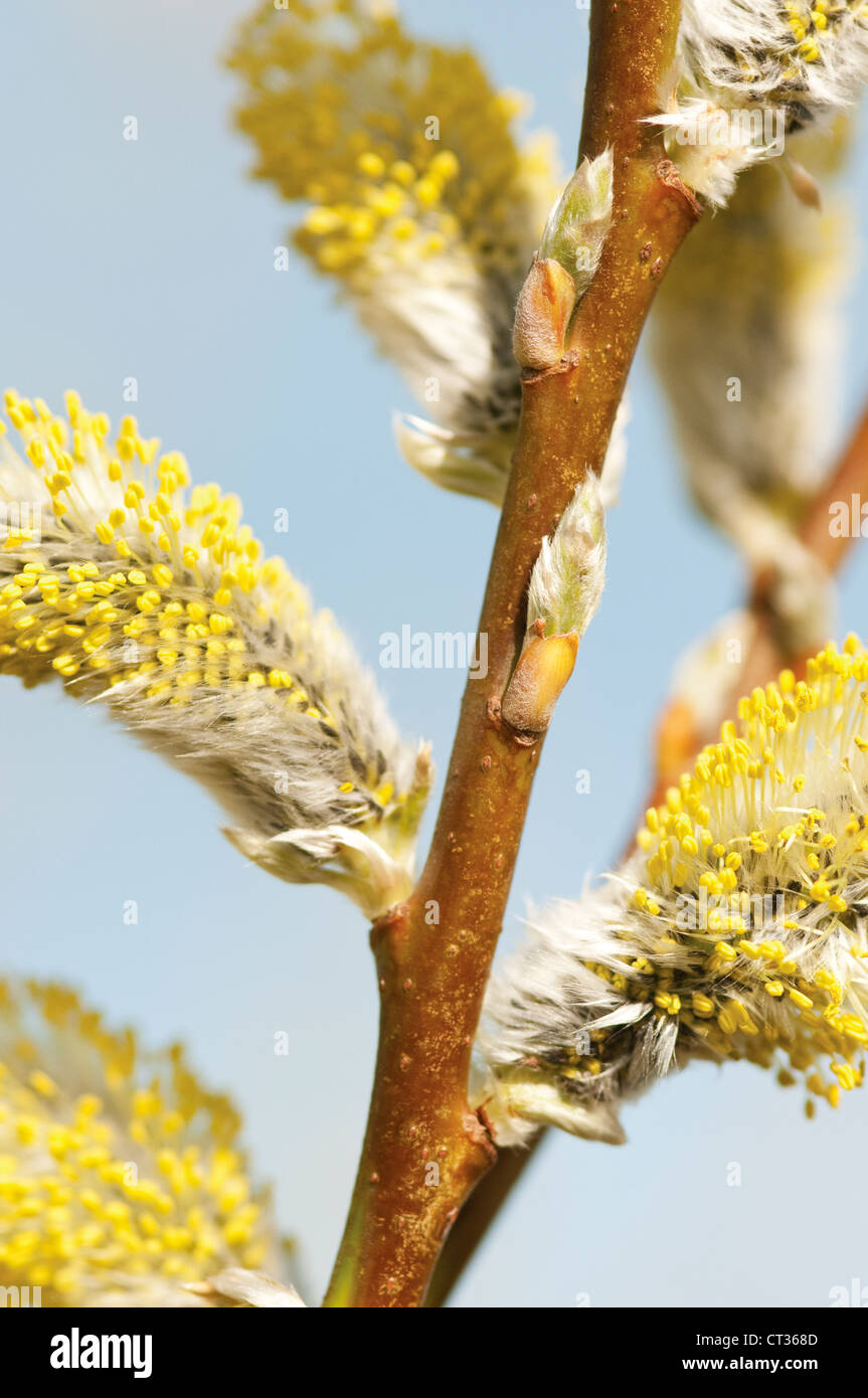Salix Korbweiden Stockfotos und -bilder Kaufen - Alamy