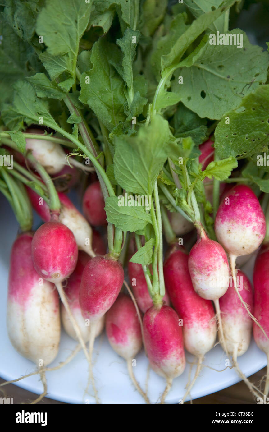 Englischer frühstücksrettich -Fotos und -Bildmaterial in hoher ...