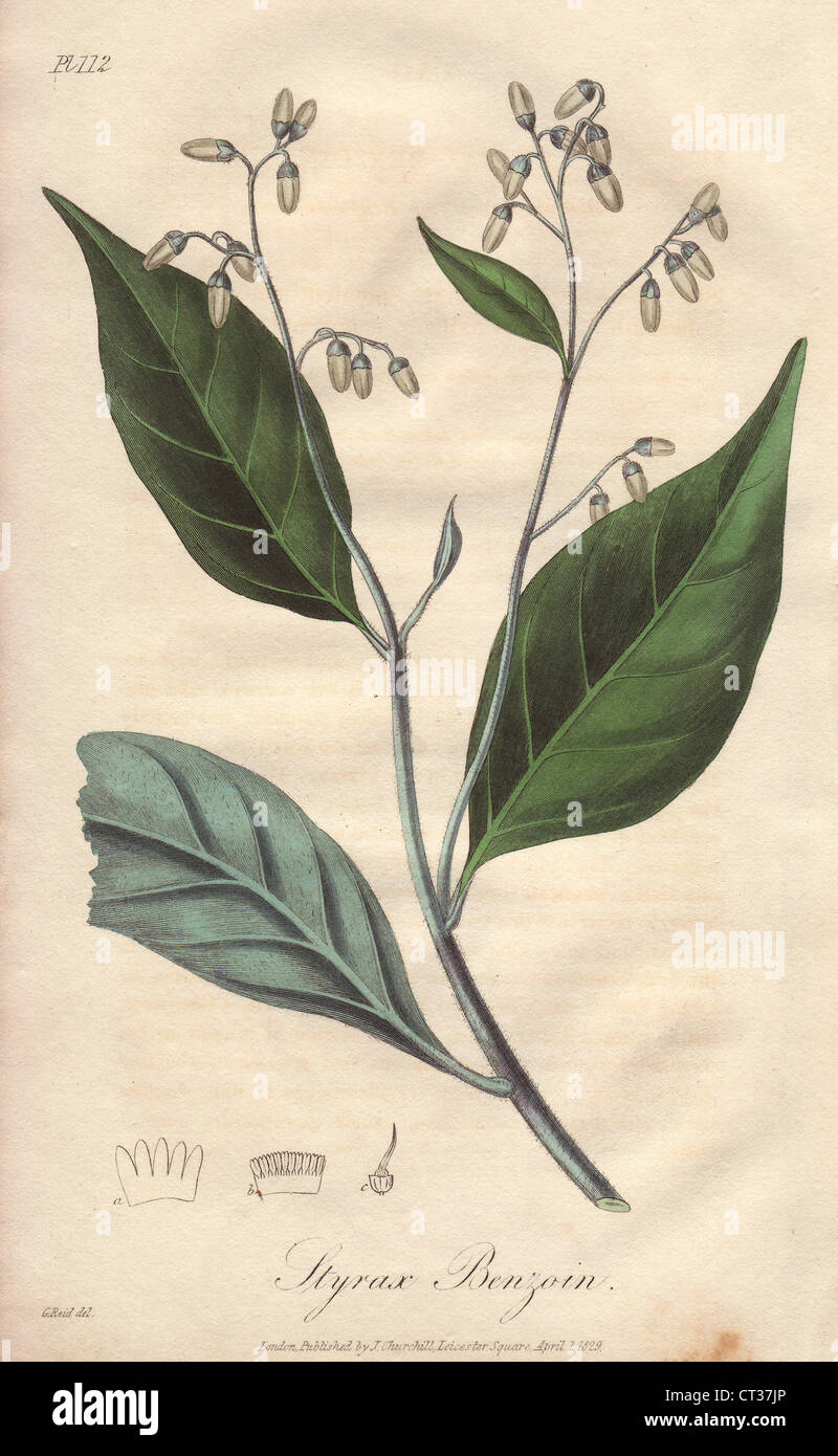 Benjamin blume -Fotos und -Bildmaterial in hoher Auflösung – Alamy