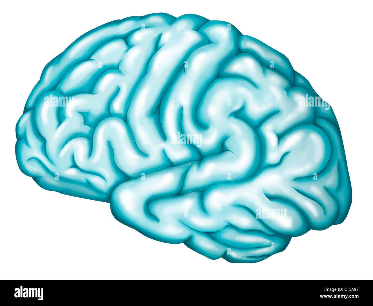 Gyrus angularis -Fotos und -Bildmaterial in hoher Auflösung – Alamy