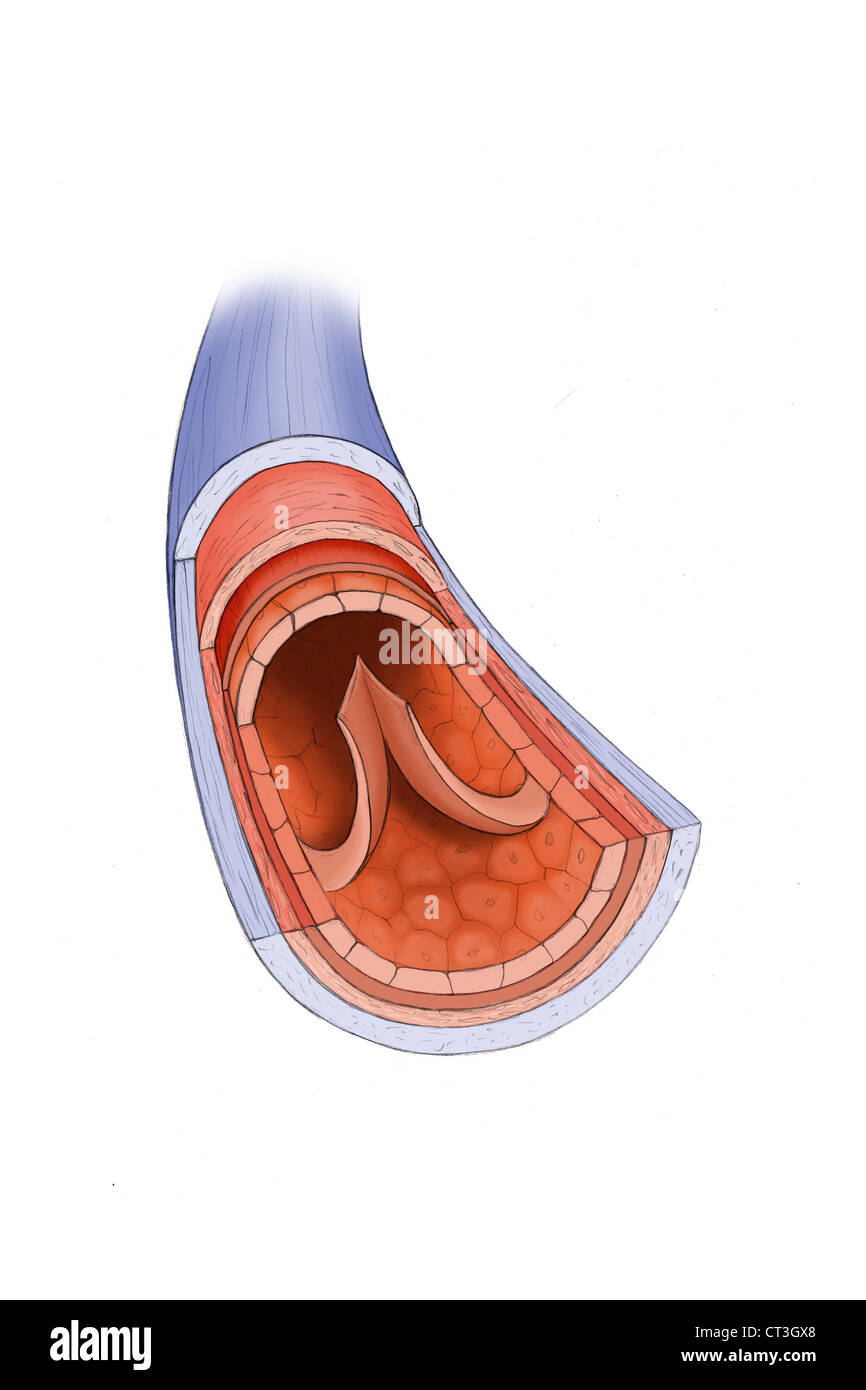 Valvula venosa -Fotos und -Bildmaterial in hoher Auflösung – Alamy