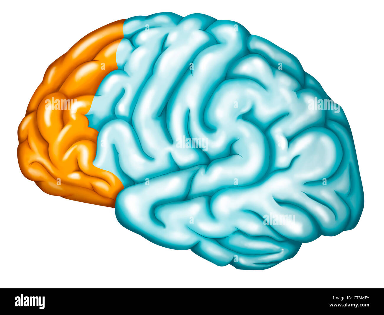 Cerebral Cortex Areas Stockfotos und -bilder Kaufen - Alamy
