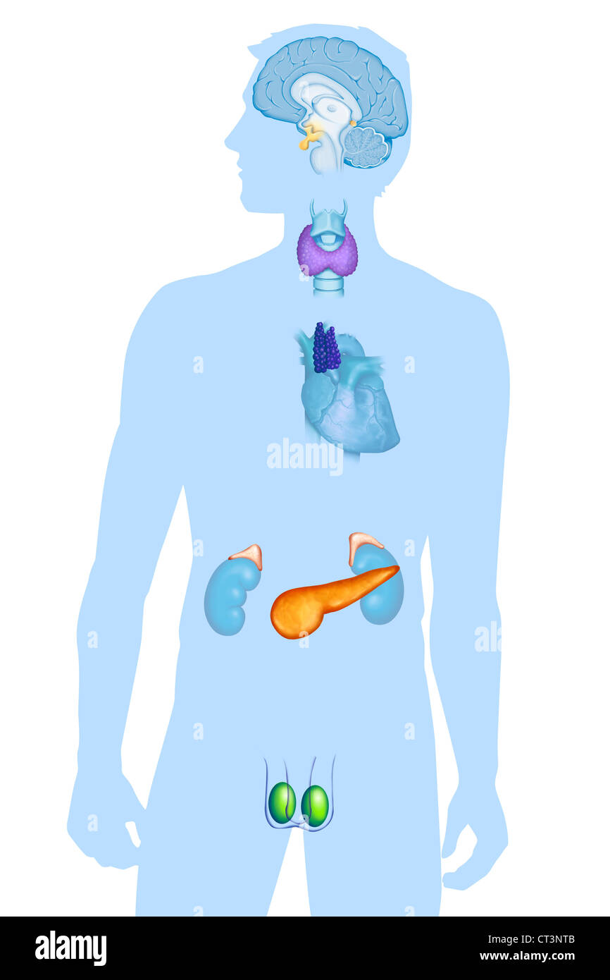 Thyroid Gland Medical Illustration Stockfotos und -bilder Kaufen ...