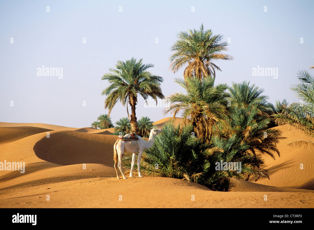 Tiere tier arecaceae -Fotos und -Bildmaterial in hoher Auflösung – Alamy