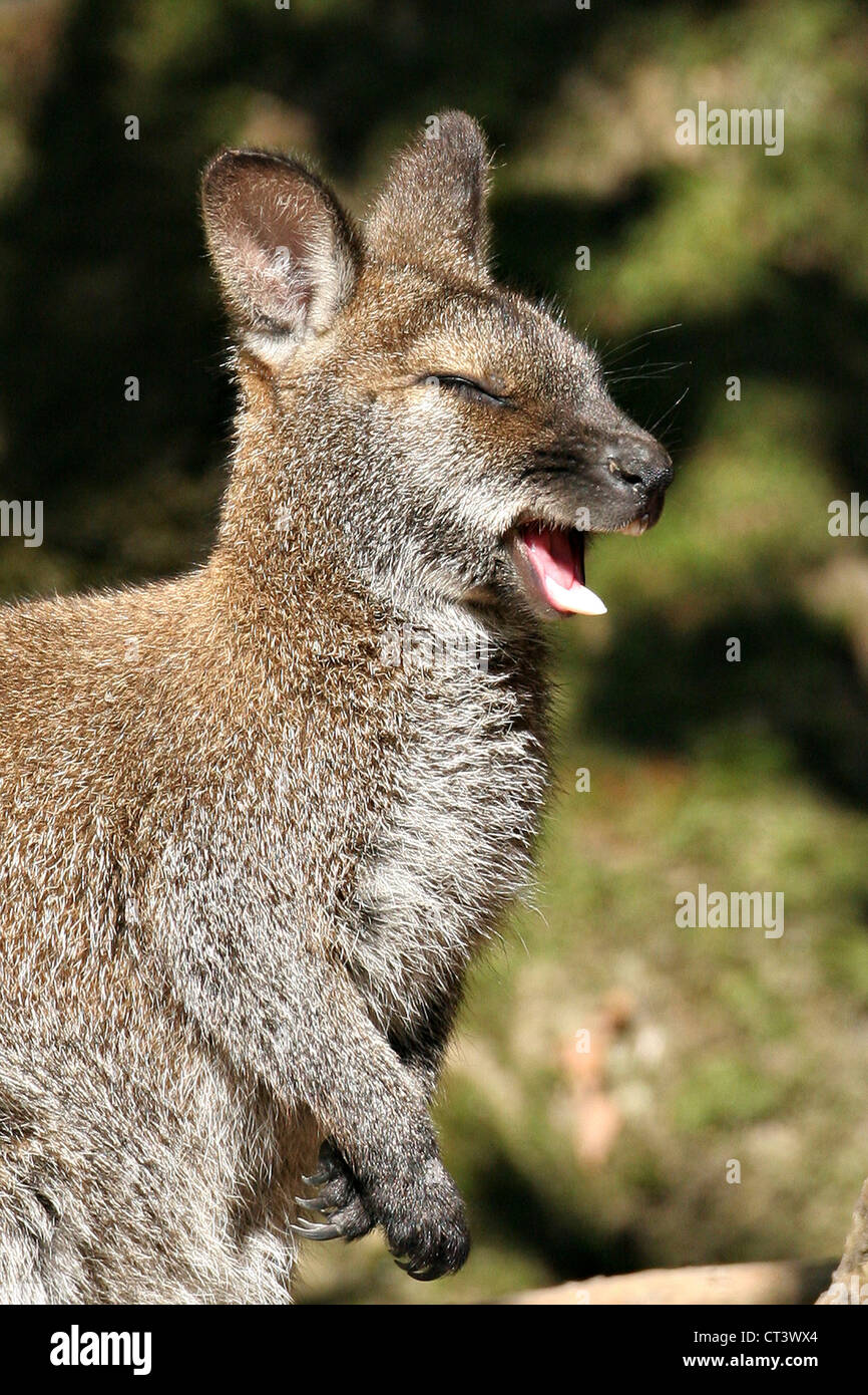 Kangaroo mouth -Fotos und -Bildmaterial in hoher Auflösung – Alamy