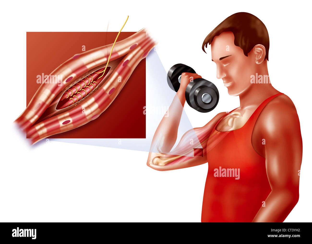 Spindle cells -Fotos und -Bildmaterial in hoher Auflösung – Alamy