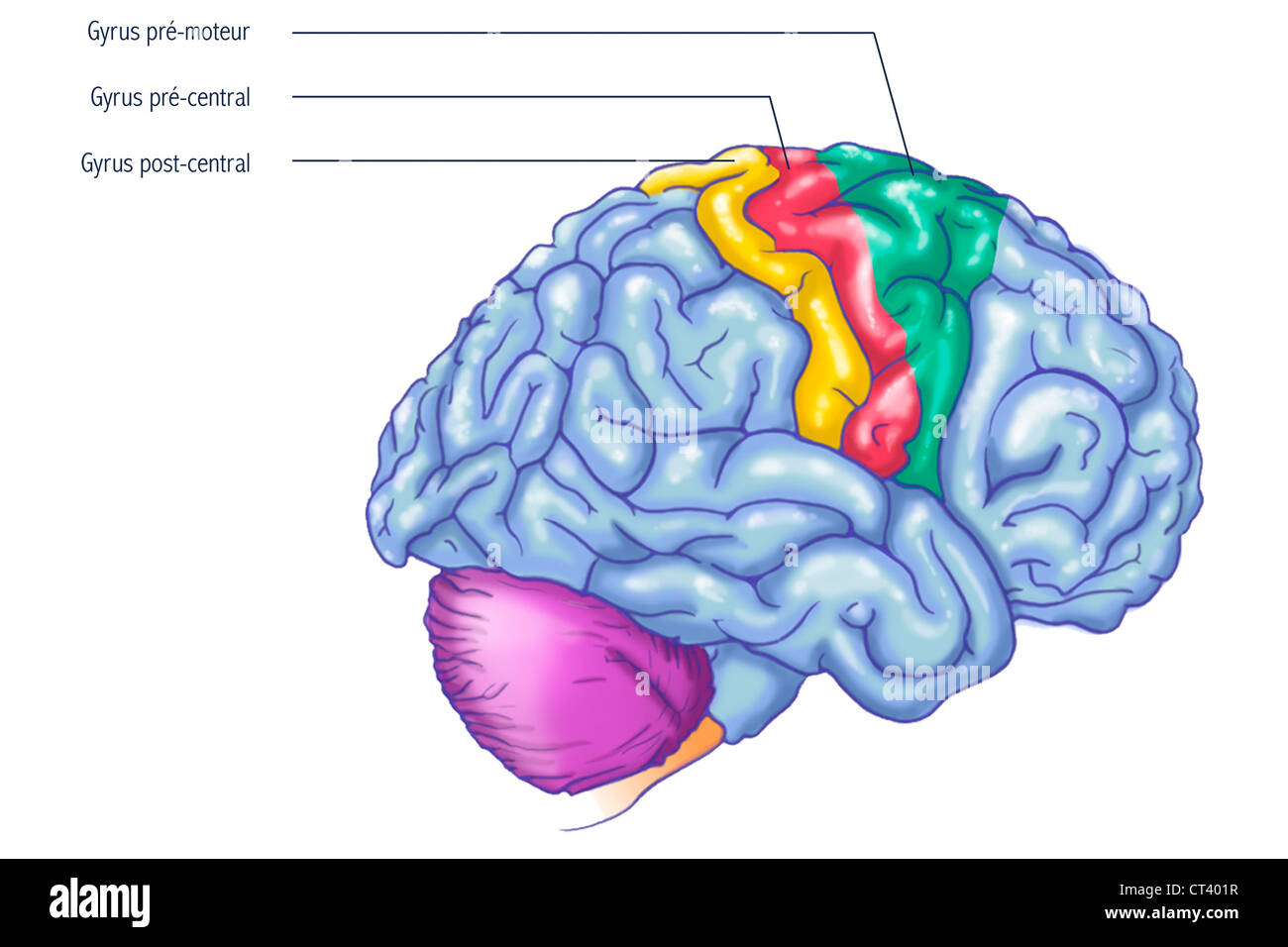 Somatosensorischer Cortex Stockfotos und -bilder Kaufen - Alamy