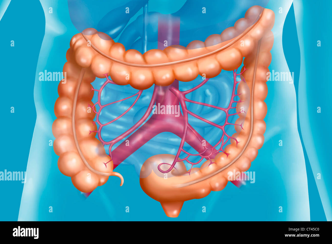 Arteria mesenterica inferior -Fotos und -Bildmaterial in hoher ...
