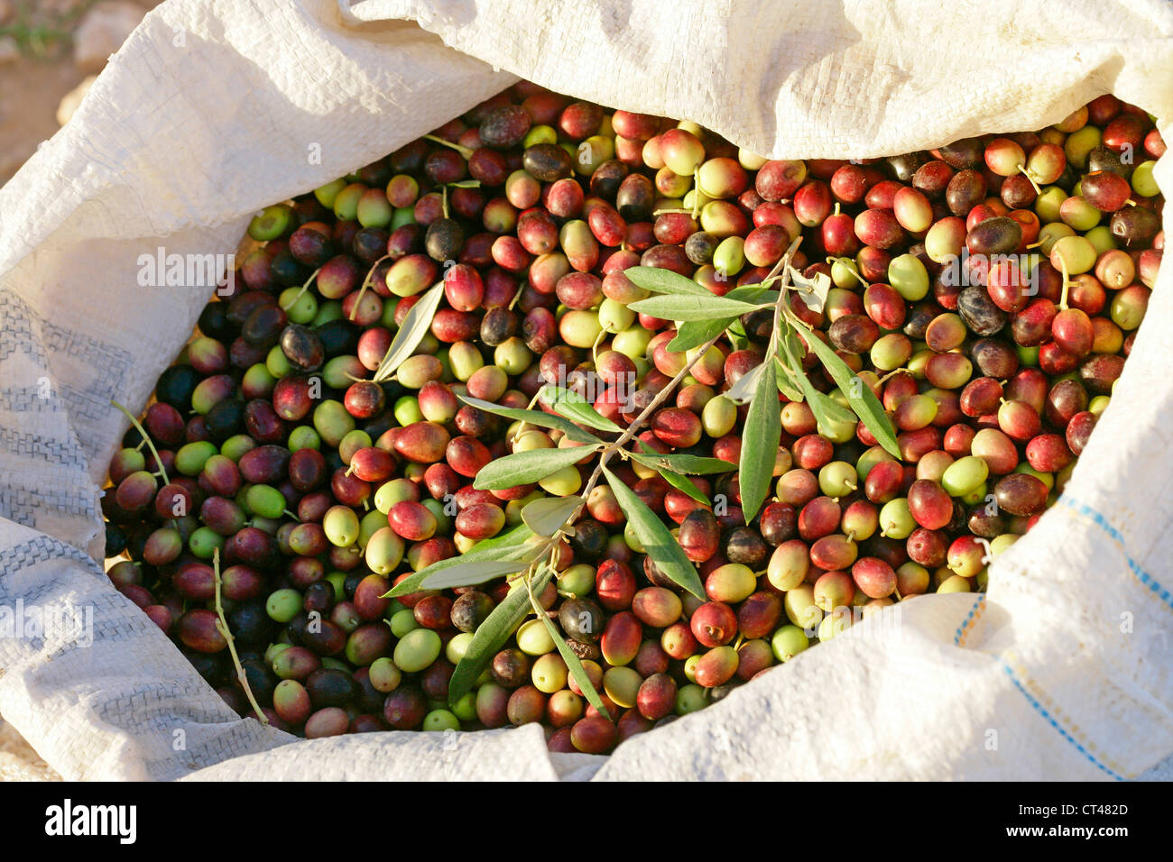 Olive harvests -Fotos und -Bildmaterial in hoher Auflösung – Alamy