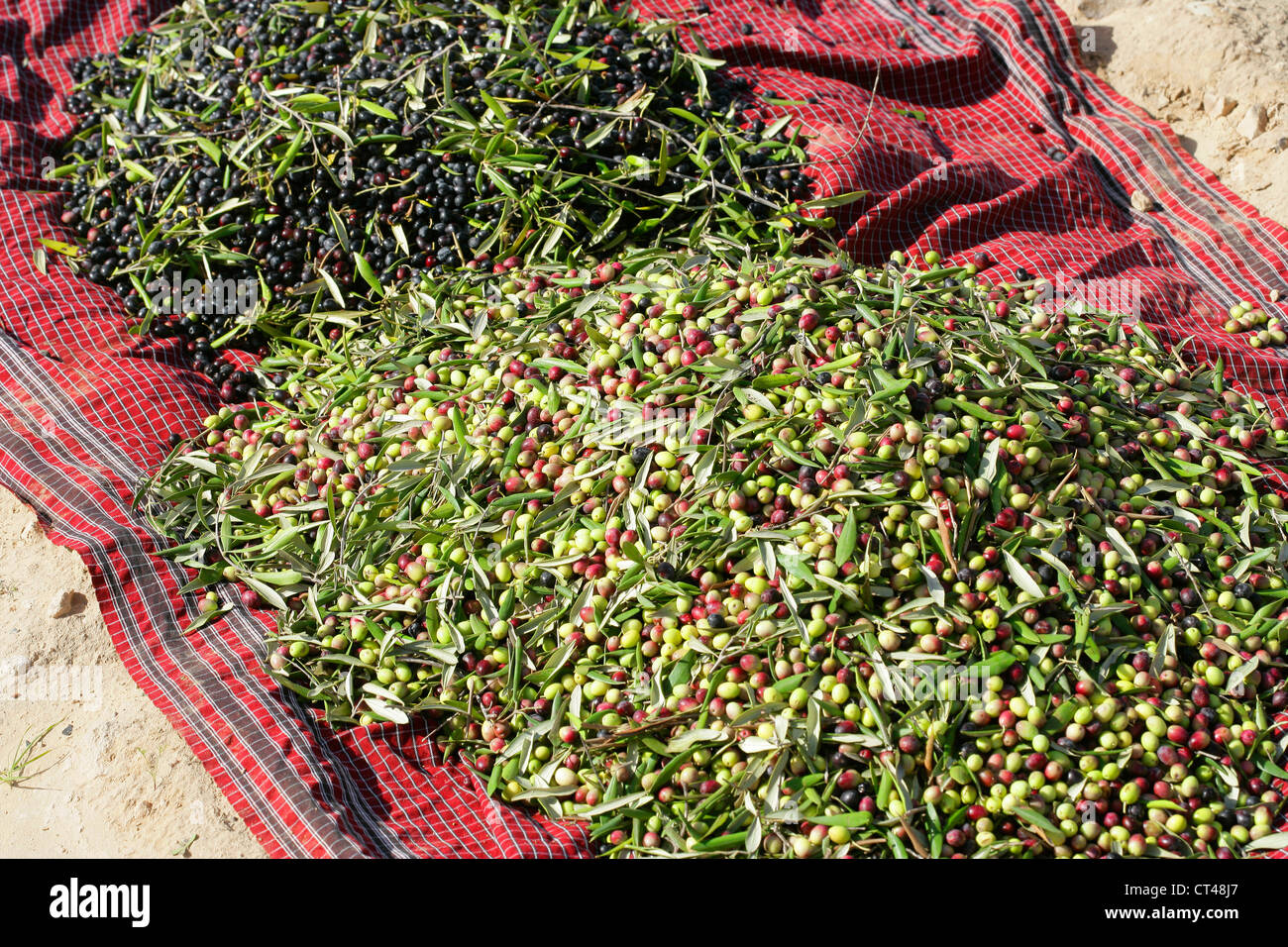 Olive harvests -Fotos und -Bildmaterial in hoher Auflösung – Alamy