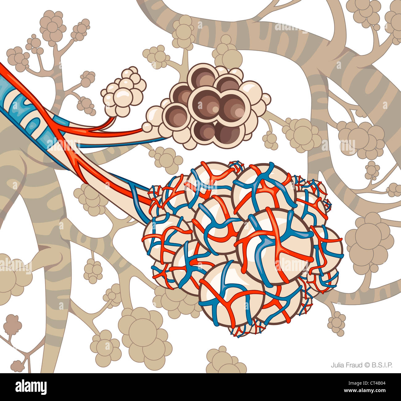 Alveolen und kapillaren -Fotos und -Bildmaterial in hoher Auflösung – Alamy