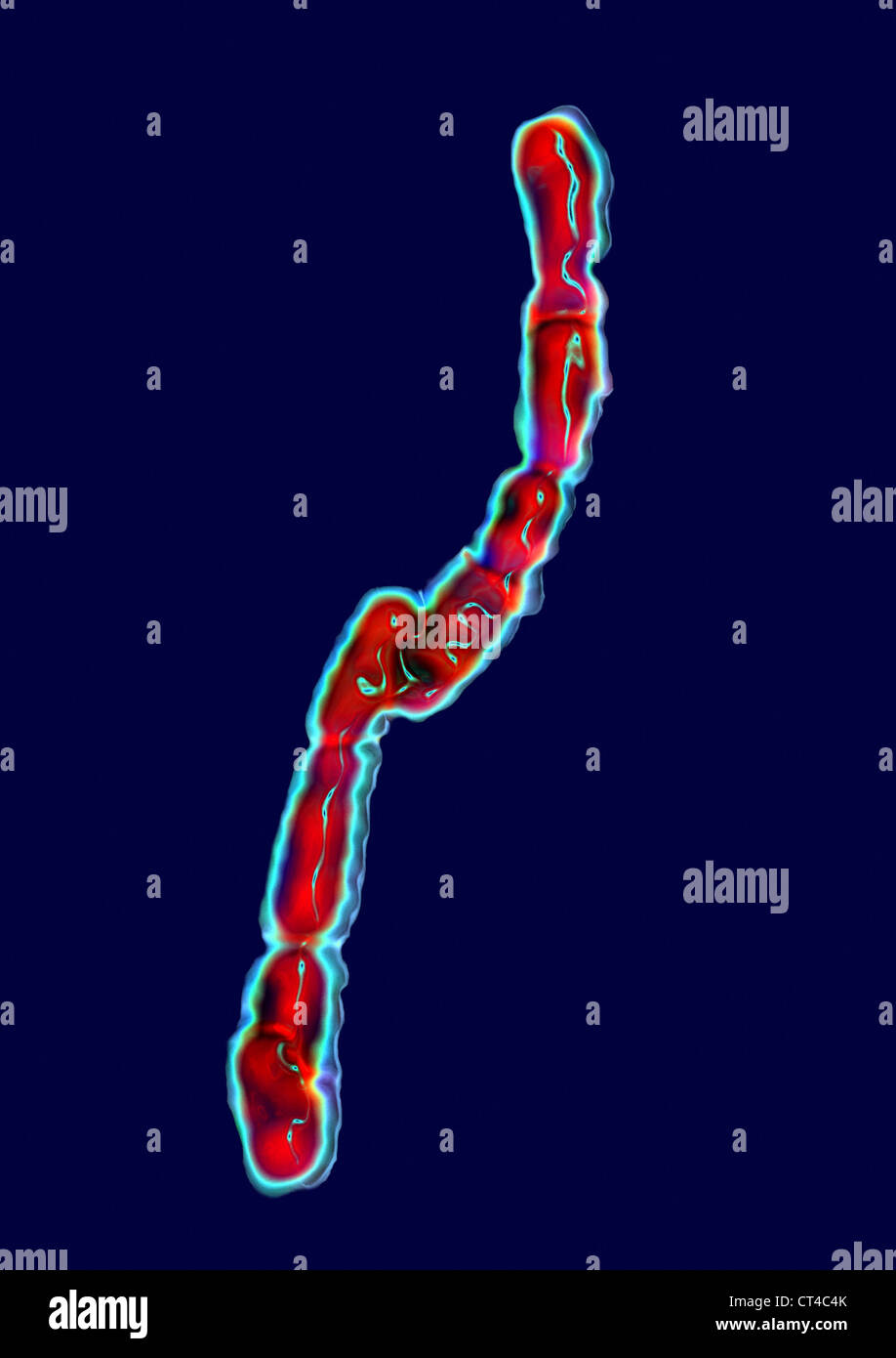 Mycobacterium tuberculosis microscope -Fotos und -Bildmaterial in hoher ...