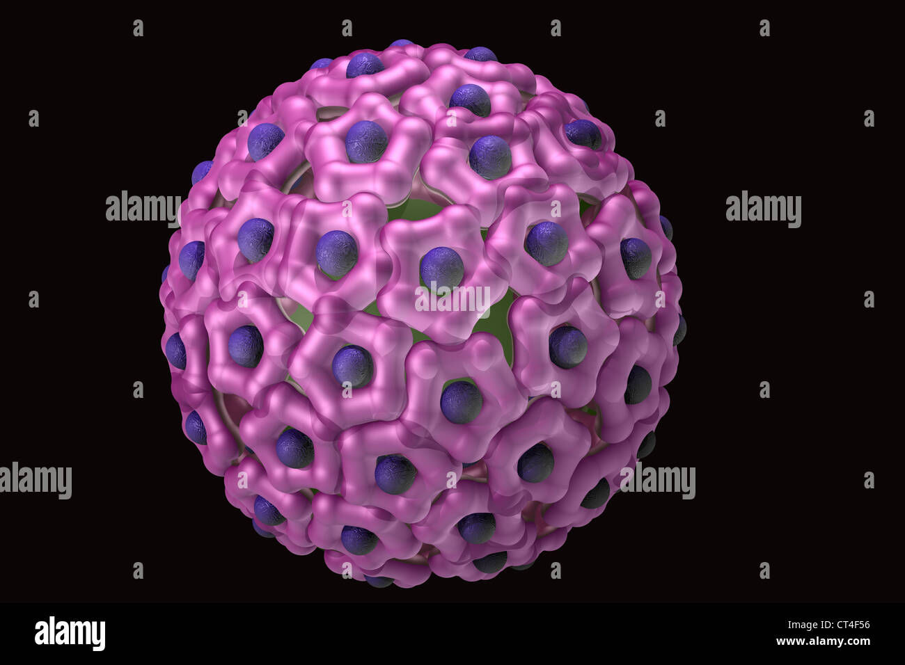 Human Papilloma Virus Stockfotos & Human Papilloma Virus Bilder - Alamy