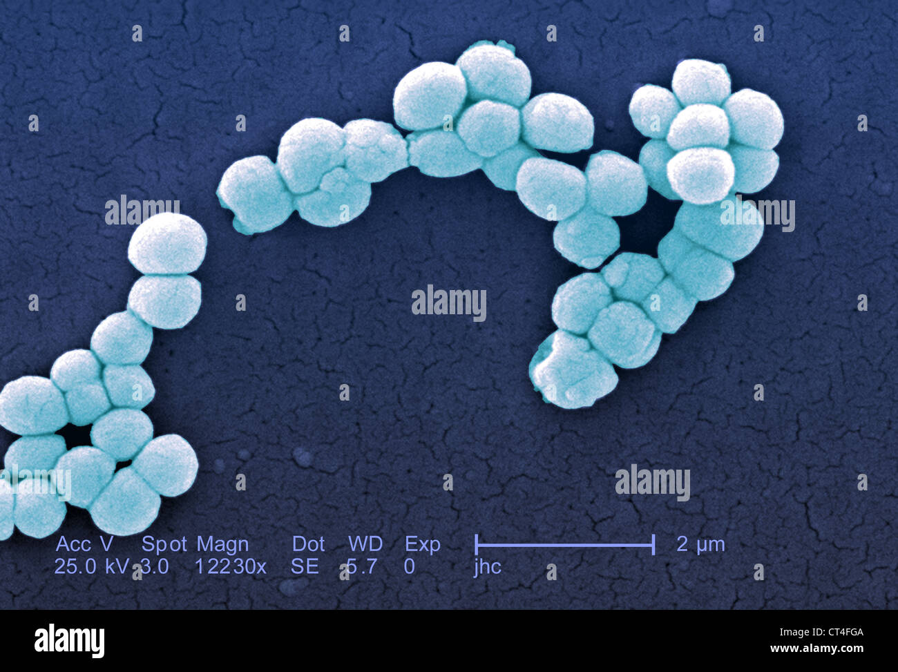 Micrococcus Flavus Stockfotos und -bilder Kaufen - Alamy
