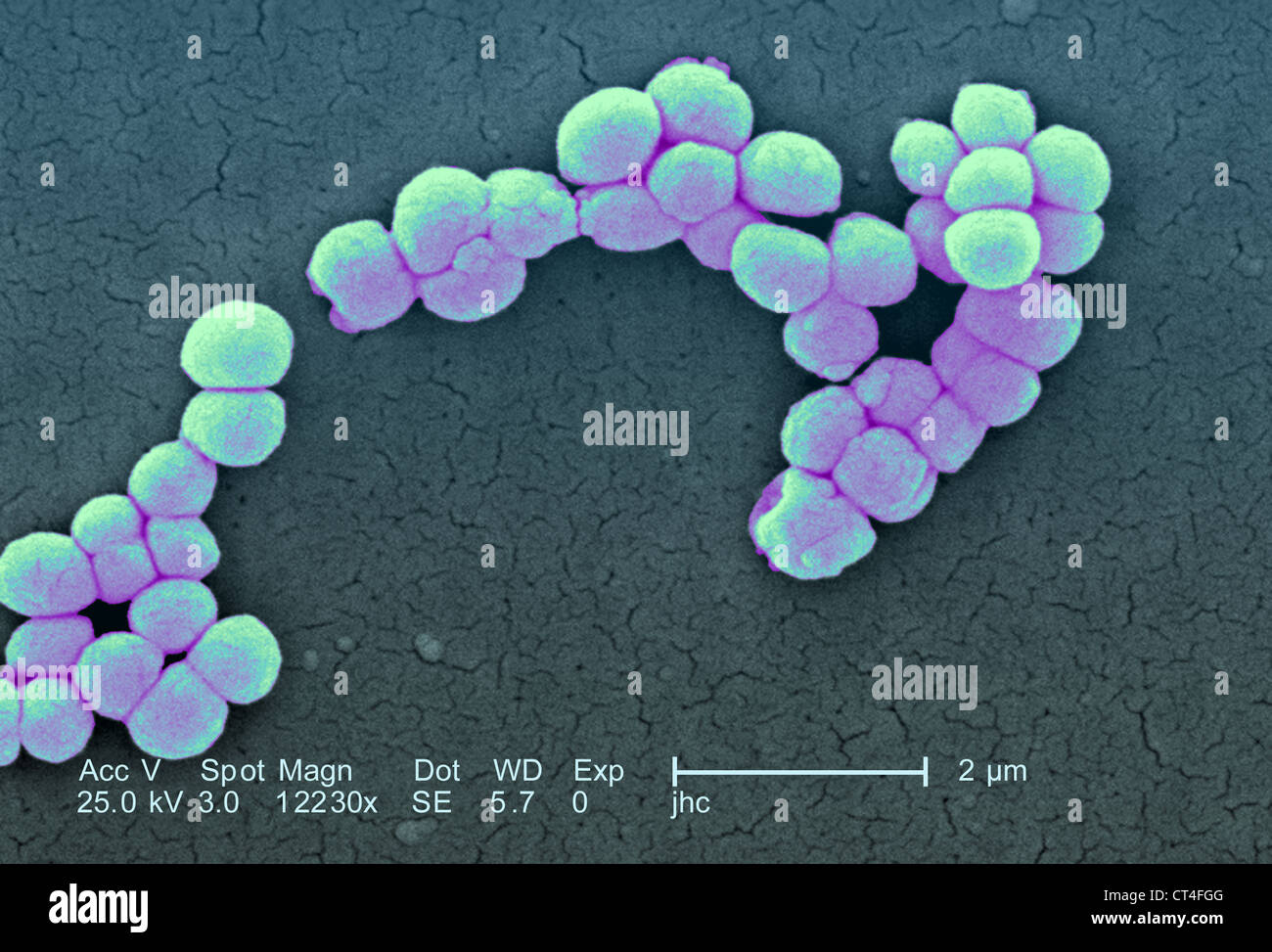 Micrococcus Stockfotos und -bilder Kaufen - Alamy