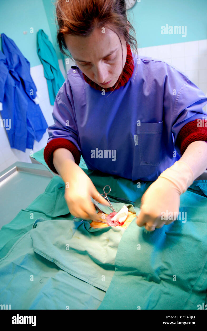 Kastration mensch -Fotos und -Bildmaterial in hoher Auflösung – Alamy