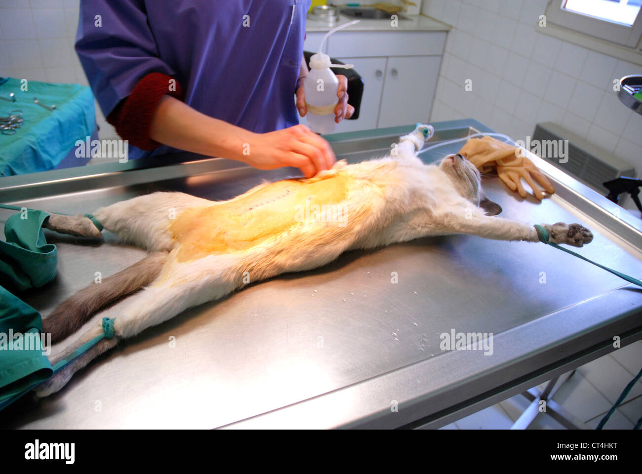 Kastration mensch -Fotos und -Bildmaterial in hoher Auflösung – Alamy