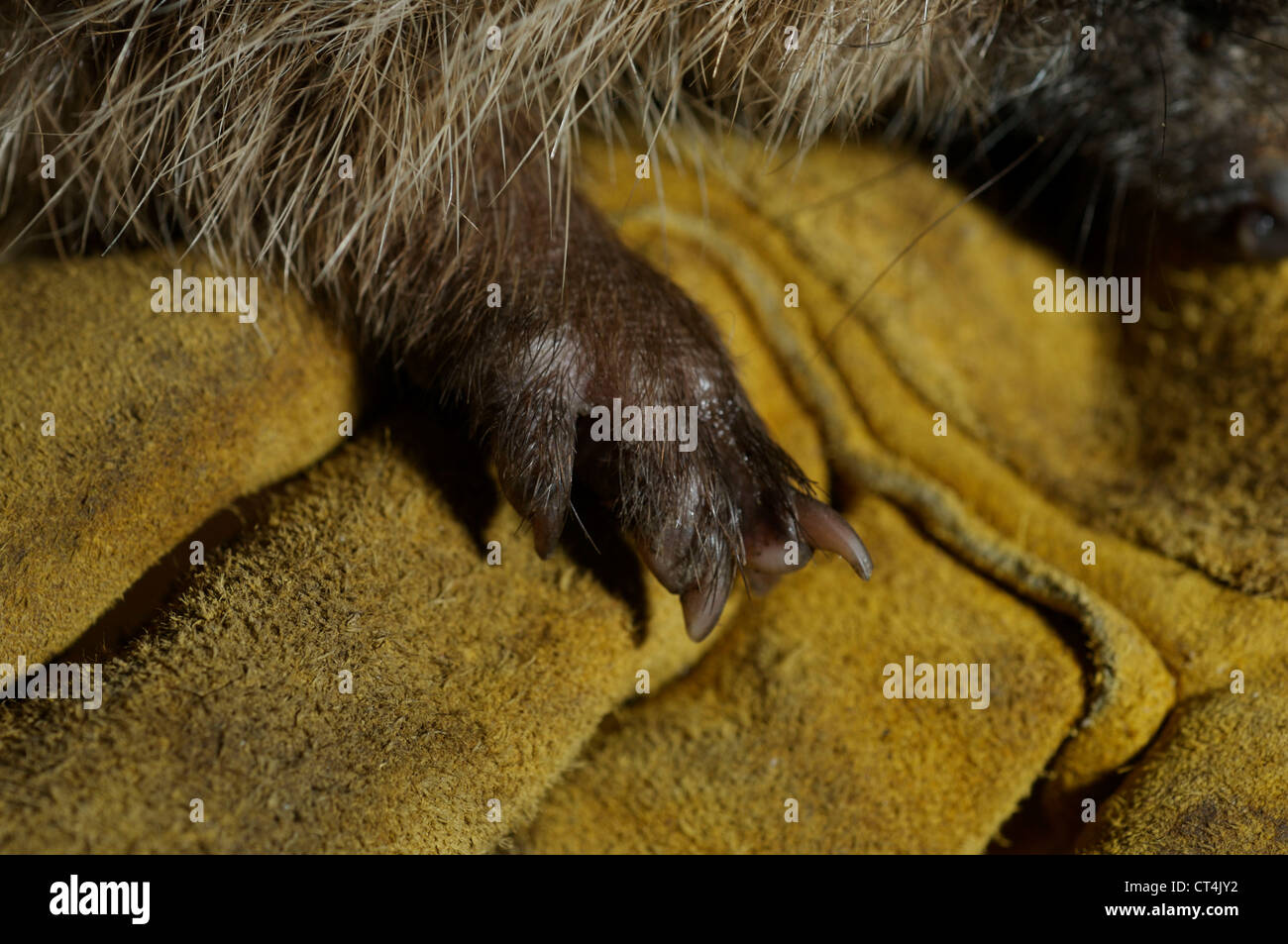 Igel anatomie -Fotos und -Bildmaterial in hoher Auflösung – Alamy