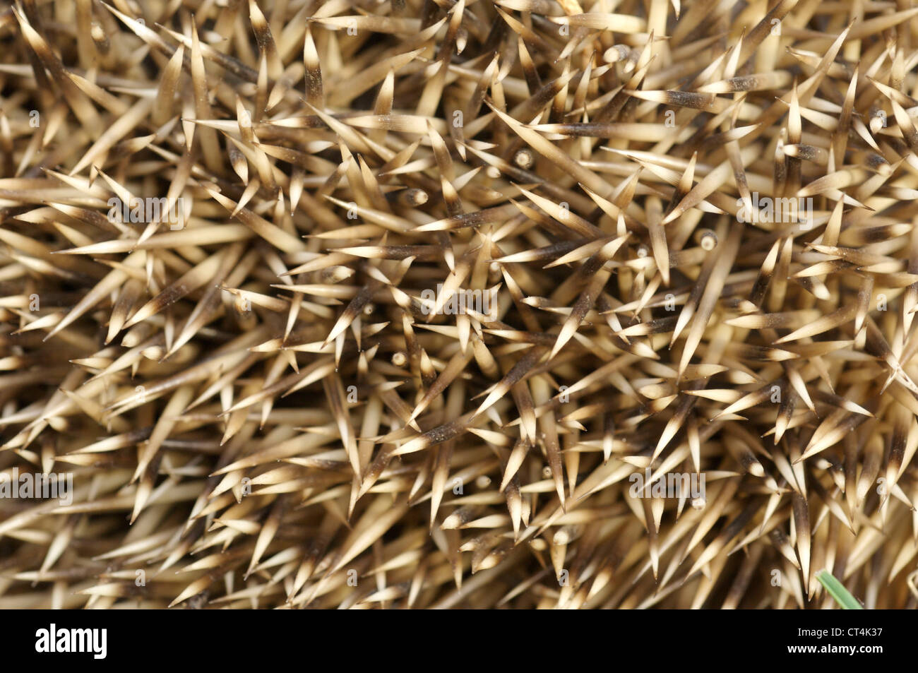 Igel anatomie -Fotos und -Bildmaterial in hoher Auflösung – Alamy