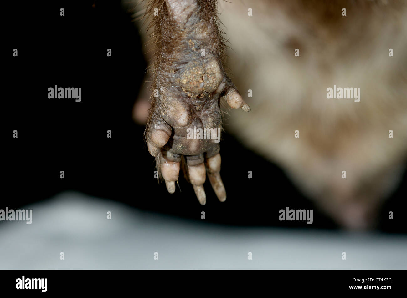 Igel anatomie -Fotos und -Bildmaterial in hoher Auflösung – Alamy