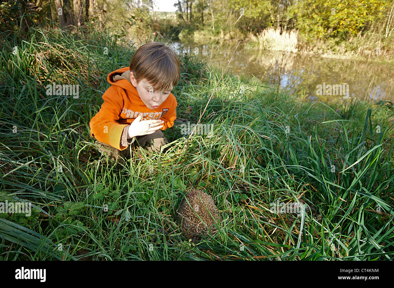 Igel am wasserrand -Fotos und -Bildmaterial in hoher Auflösung – Alamy